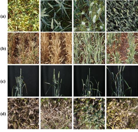 Figure 3 From Detecting Wheat Heads From Uav Low Altitude Remote Sensing Images Using Deep