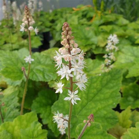 Tiarella Wherryi