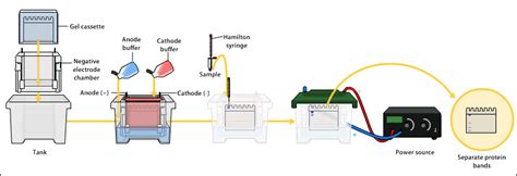 One Dimensional Sds Gel Electrophoresis Of Proteins Western Blotting
