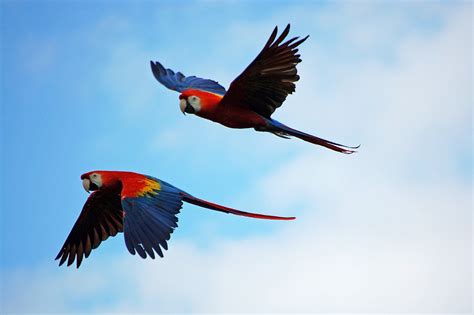 20 000 Free Flying Parrots And Parrot Images Pixabay