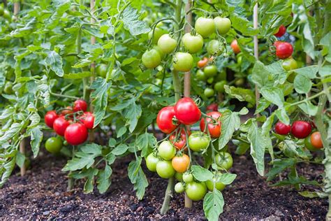 Indeterminate Vs Determinate Tomatoes The Differences Explained Seeds N Flowers