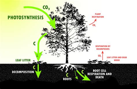 How Do Trees Remove Carbon Dioxide From The Atmosphere At Martin