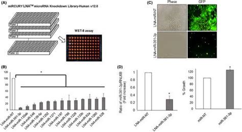 MicroRNA 361 3p是口腔鳞状细胞癌的有效治疗靶标 Cancer Science X MOL