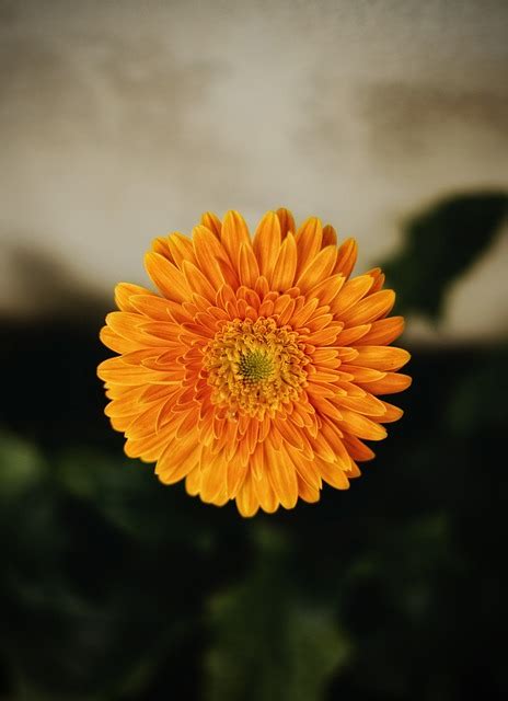 트랜스발 데이지 오렌지 꽃 거베라 Pixabay의 무료 사진 Pixabay