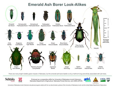 Insect Id Chart