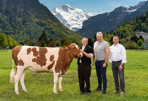 Unspunnen Schwinget 2023 Lebendpreise