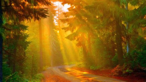 Sunny Forest Wallpapers Top Free Sunny Forest Backgrounds