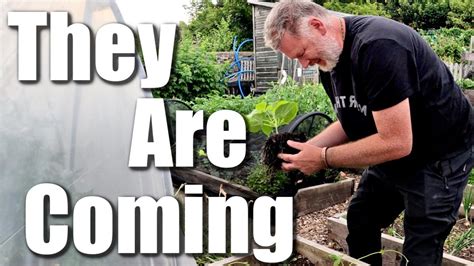 Its A War Allotment Gardening With Tony Youtube