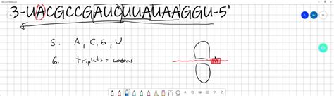 Solved Draw The Cloverleaf Structure Of A Trna From Rna Tm S Sequence