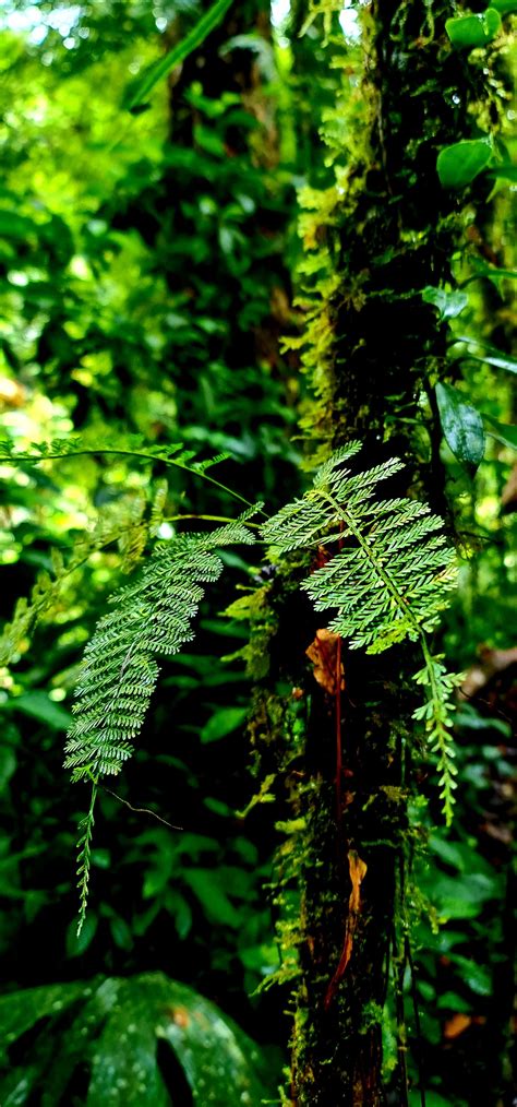 A Rare Fern At The Foothill Of Mount Yong Yap Really High In Humidity R Ferns