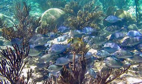 Akumal Snorkeling And Diving Reefs Turtles Cenotes Caverns