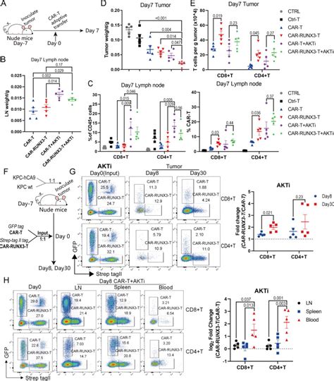 Runx3 Overexpression Cooperates With Ex Vivo Akt Inhibition To Generate Receptor Engineered T