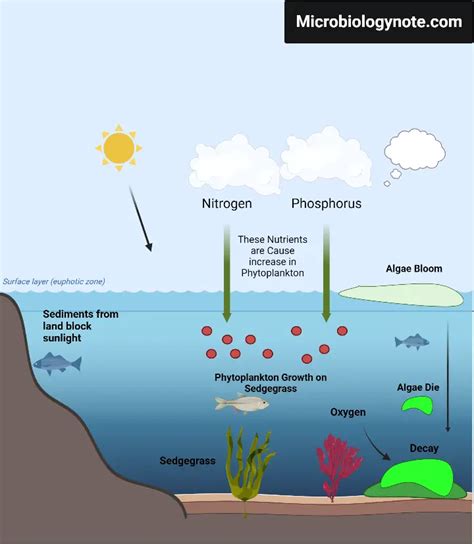 How Does Eutrophication Work Causes Process And Examples [the Monthly