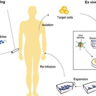In Vivo And Ex Vivo Approaches To Gene Editing Are Depicted In This
