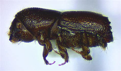 Ips Avulsus Ips Avulsus Bugguidenet