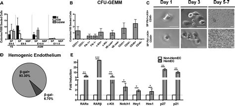 Hemogenic Endothelial Cell Specification Requires C Kit Notch