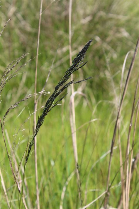 African Lovegrass Control Program Engage Limestone Coast Landscape Board