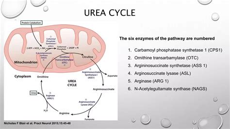 Urea Cycle Disorders Pptx