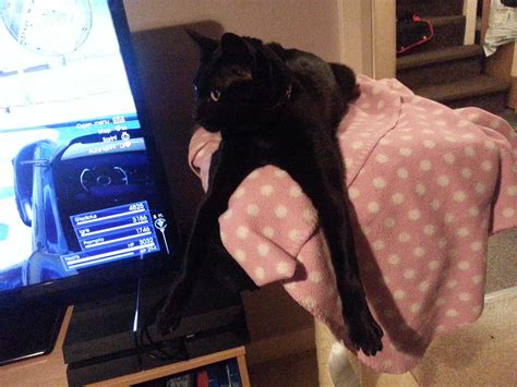 Slinky Has Loooong Legs X Post R Blackcats Slinky Legs Cats