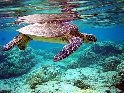 Green Sea Turtle Chelonia Mydas