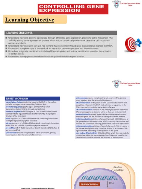 Controlling Gene Expression Pdf Gene Expression Rna Splicing