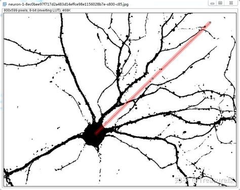 Imagej实用技巧——sholl Analysis（二） 插件篇 知乎