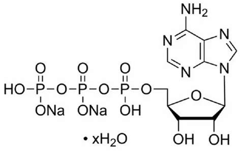 Nucleotide Adenosine Triphosphate