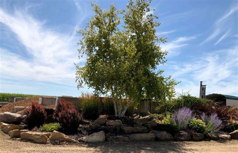 Good Spots For Berms Learn About Berm Placement In Your Landscape Gardening Know How