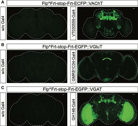 Figure S3 Validation Of Conditional Vntfp Fusion Alleles Gal 4