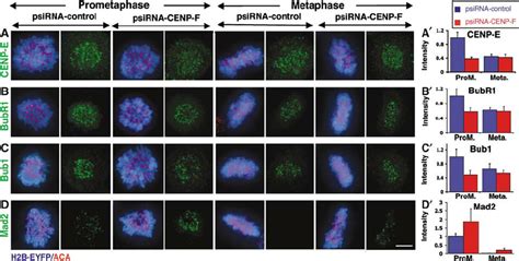 Cenp F Affects The Recruitment Of Cenp E And Checkpoint Regulators To