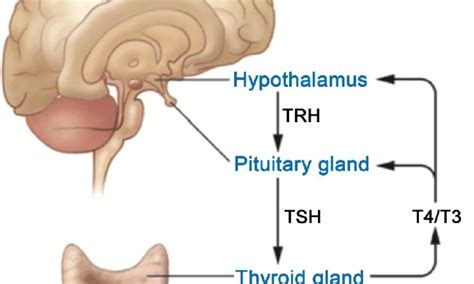 What Is The Role Of The Hypothalamus In Thyroid Regulation Fitpaa