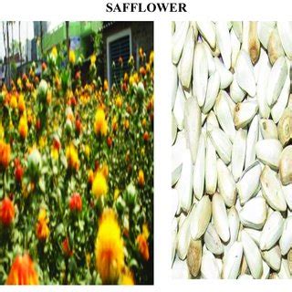 Schematic Diagram Of Biodiesel Production Process Download Scientific