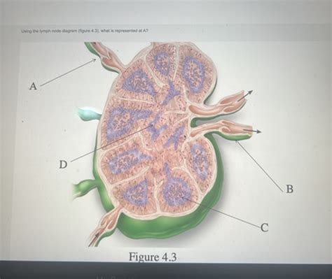 Lymphatic Lab Practical Flashcards Quizlet