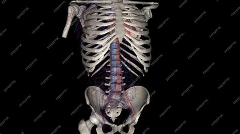 Premium Photo Ovarian Or Testicular Artery