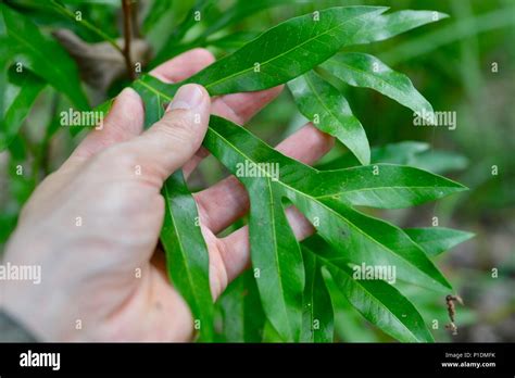 Pinnate Compound Hi Res Stock Photography And Images Alamy