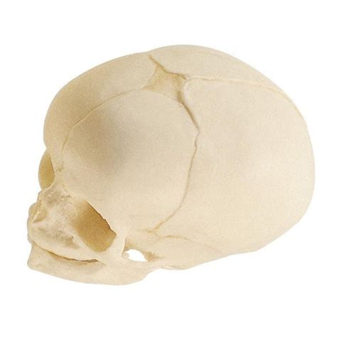 Somso Model Of The Artificial Skull Of A Fetus Qs 3 3