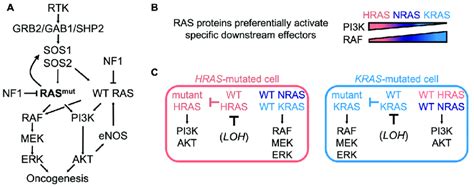 Mutant Ras And Wt Ras Cooperate To Promote Oncogenesis A Schematic Download Scientific