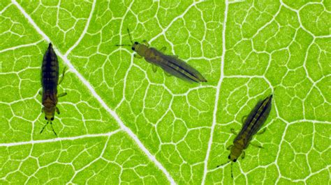7 Houseplant Pests You Should Check For In December