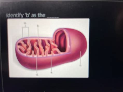 Biology 160 Ch 6and7 Flashcards Quizlet