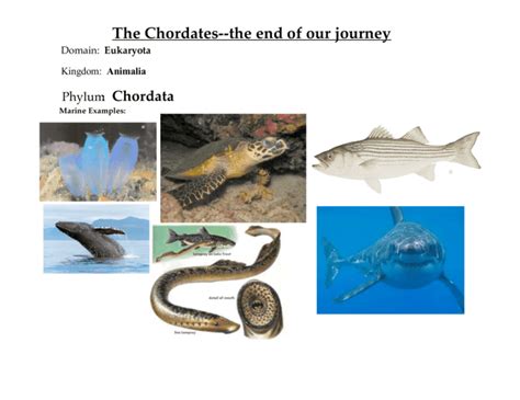 Chordates Vertebrates