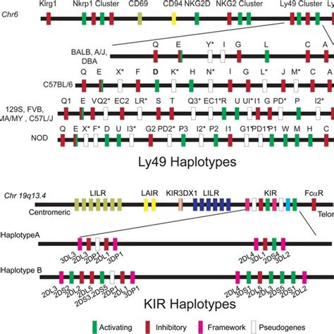 Genomic Organization Of The Mouse Mhc Region In Inbred Mouse Strains