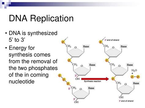 PPT DNA Structure Replication And Organization PowerPoint Presentation ID