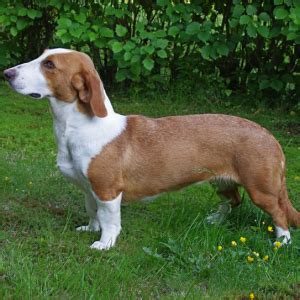 Drever Breed Guide Learn About The Drever