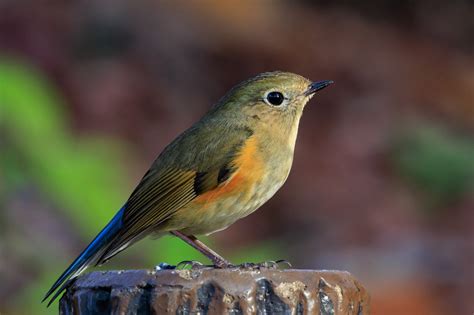 ルリビタキ 2023 12 10 日本の野鳥識別図鑑