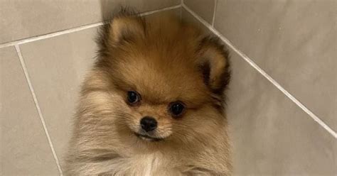 🐶언니 나 목욕 안해도 깨끗해서 괜찮아 커뮤니티