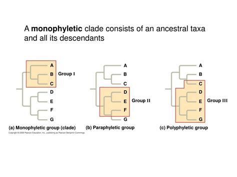Ppt Unraveling Lifes History Tree Of Life Reconstructing And