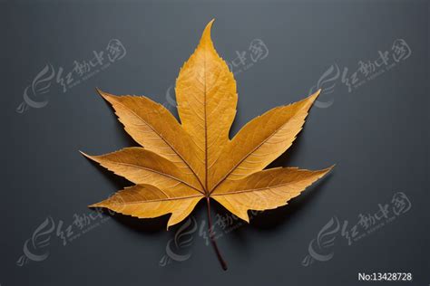 在灰色背景的深色背景上锯齿状的叶子图片下载 红动中国