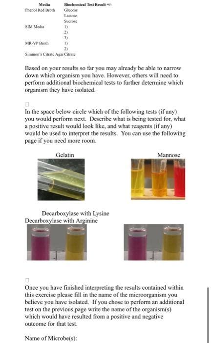 Solved Laboratory Exercise Bacterial Isolation And Chegg