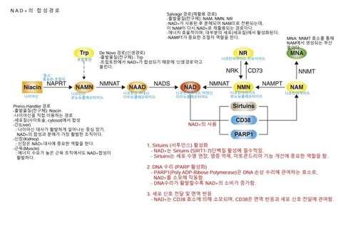 Nad 니코틴아미드 아데닌 다이뉴클레오타이드 개요 네이버 블로그