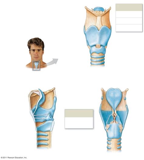 Diagram 2 Lab Quiz 2 Diagram Quizlet Diagram 2 Lab Quiz 2 Diagram Quizlet